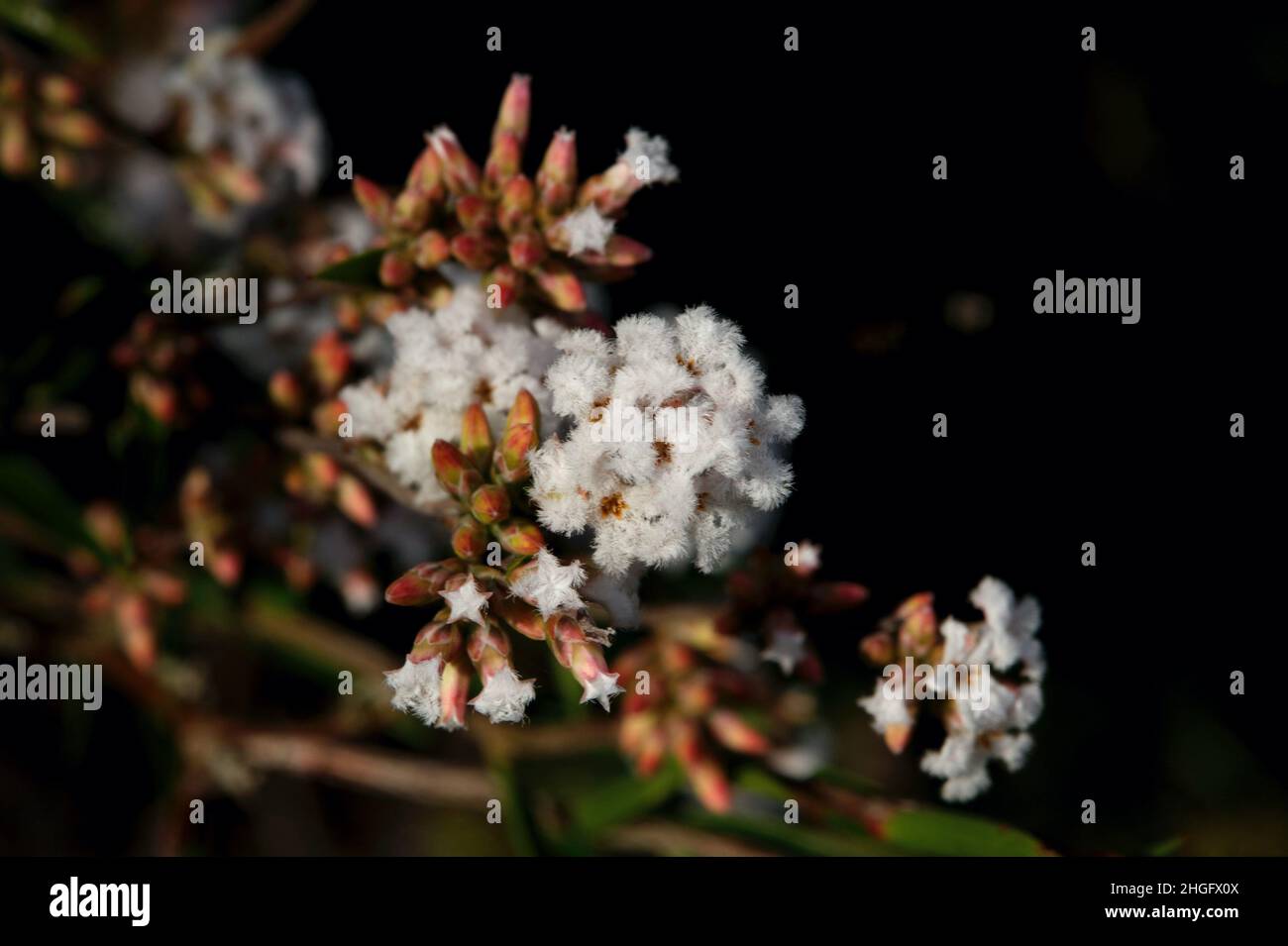 Cela semble être la fleur de riz Woolly, mais est en fait la fleur de ...