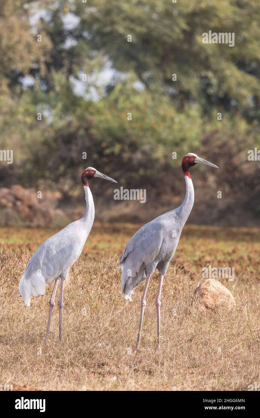Sarus crane reserve Banque de photographies et d’images à haute ...
