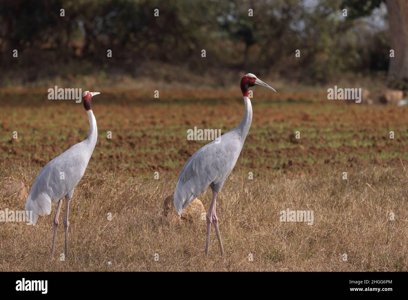 Sarus crane reserve Banque de photographies et d’images à haute ...