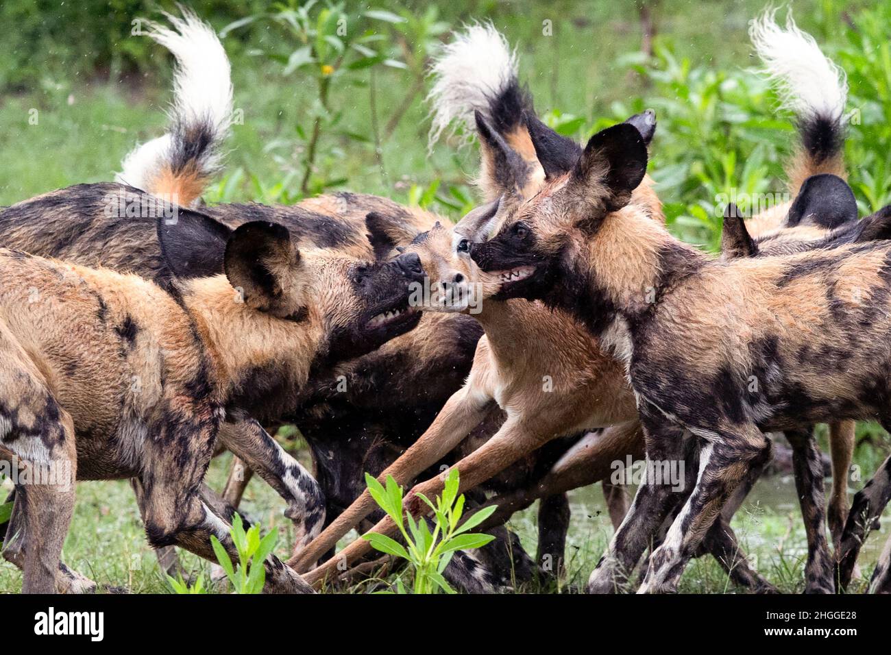 Les chiens sauvages africains (Lycaon pictus) , deuxième espèce d ...