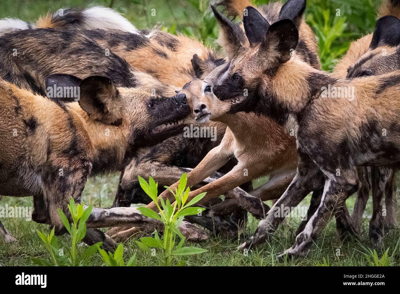 Les chiens sauvages africains (Lycaon pictus) , deuxième espèce d ...