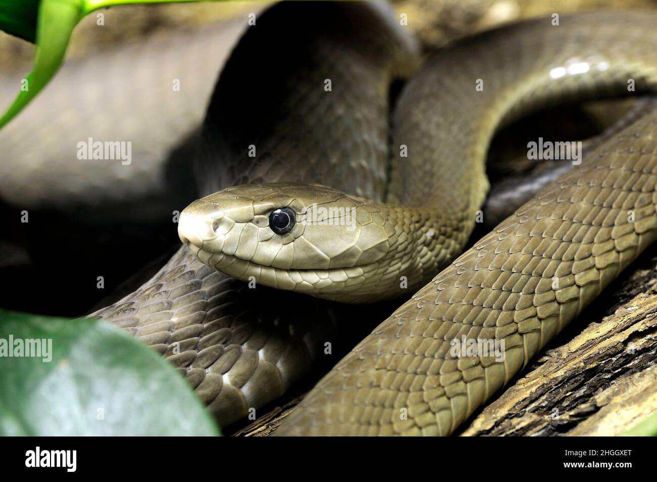 Black mamba portrait Banque de photographies et d’images à haute ...