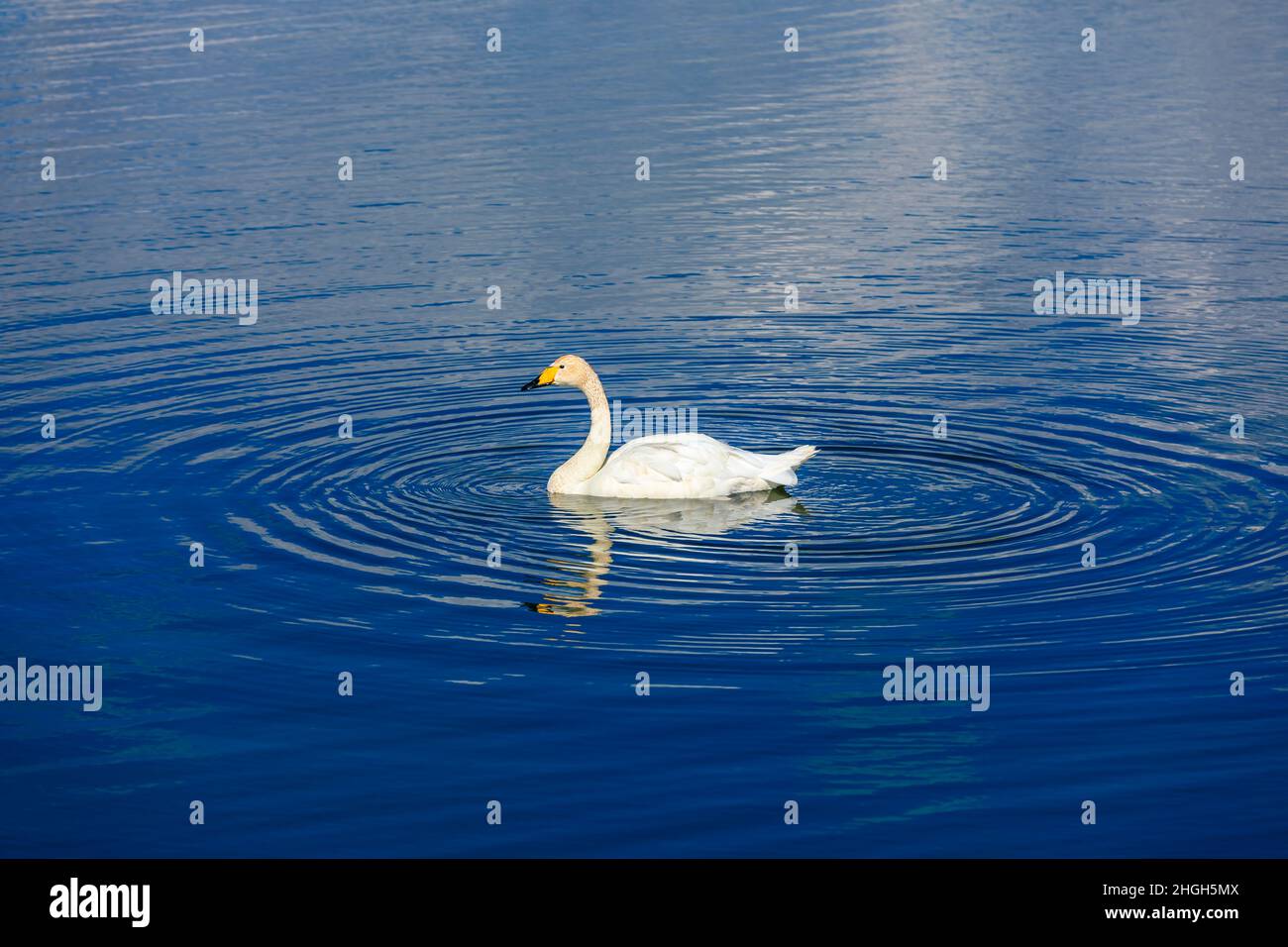 Un gros plan d'un cygne dans l'eau Banque de photographies et d’images ...