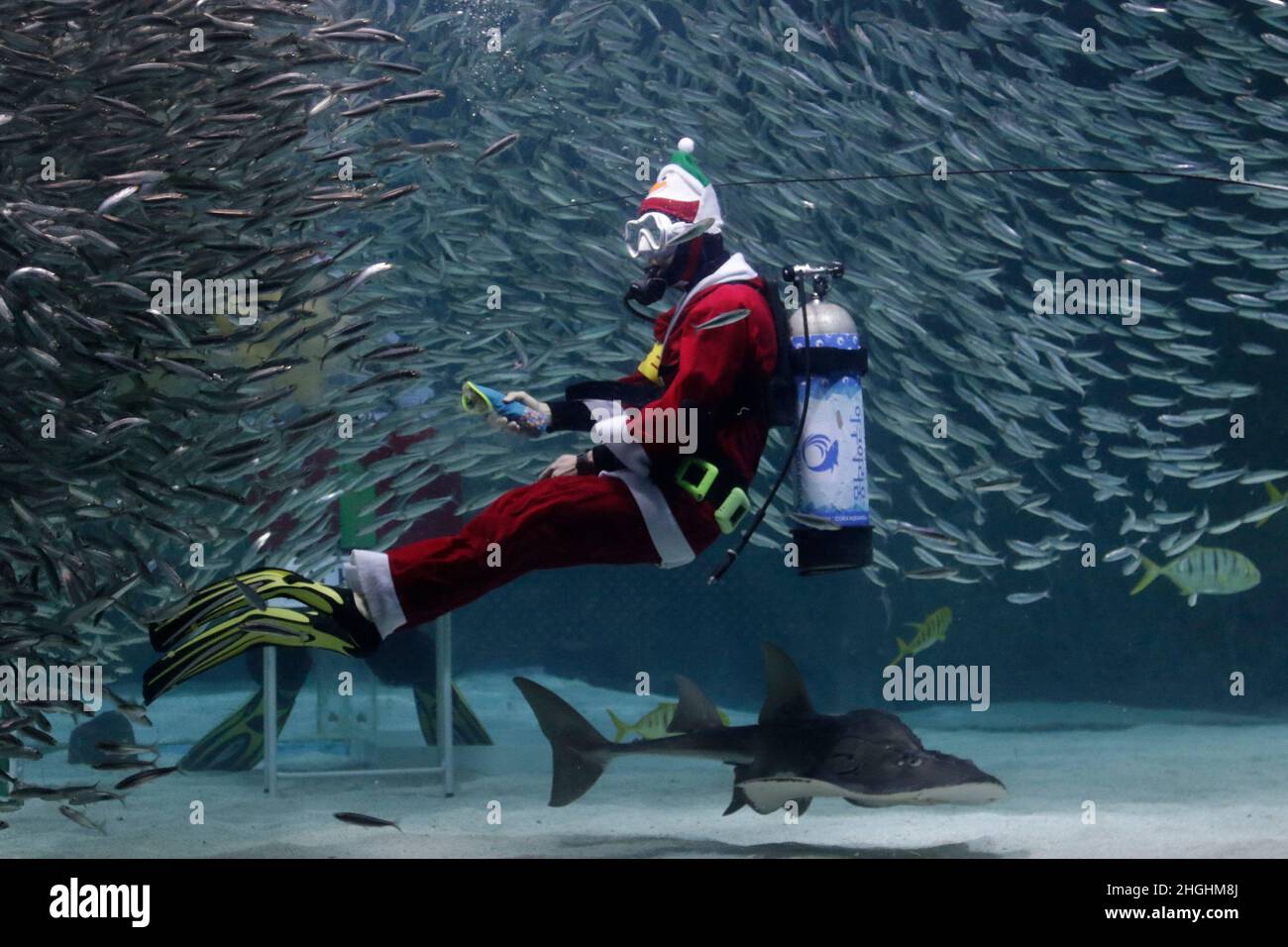 Un plongeur vêtu d'une tenue du Père Noël nage avec du poisson dans un ...