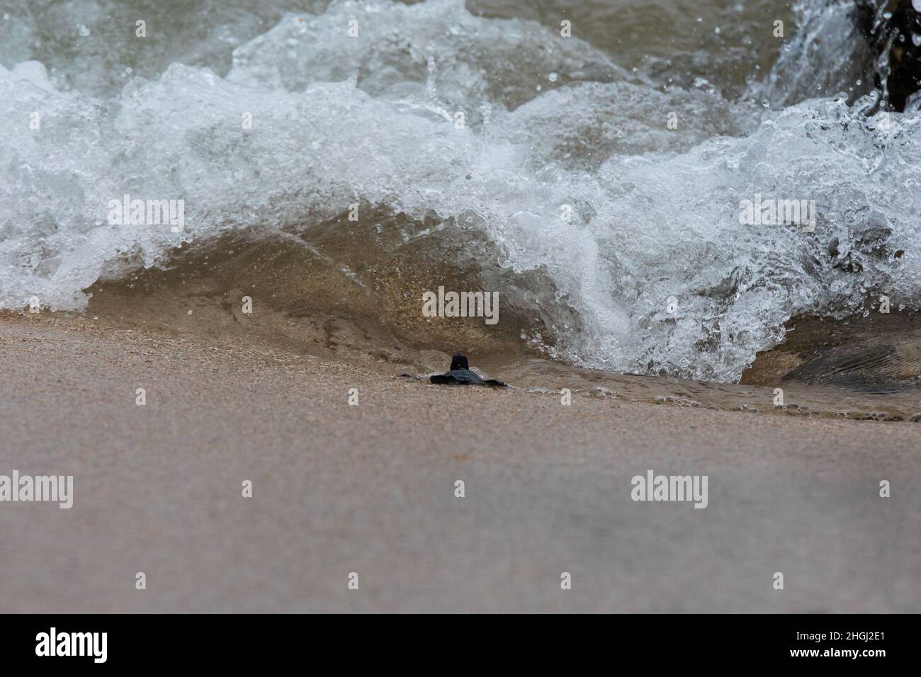 Une petite tortue de mer se rend à l'océan lors d'une excavation à fort ...