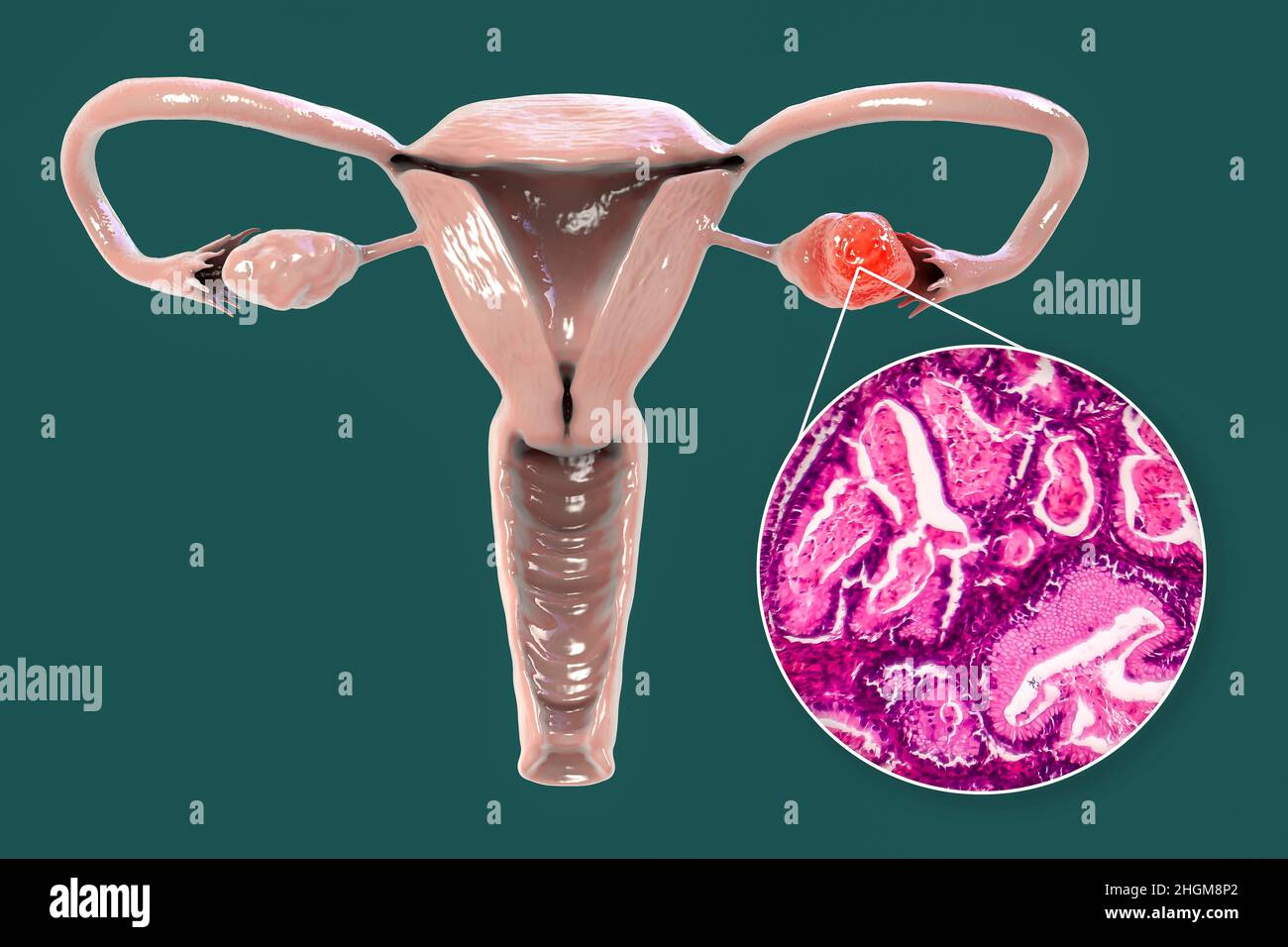 Histology ovary Banque de photographies et d’images à haute résolution ...