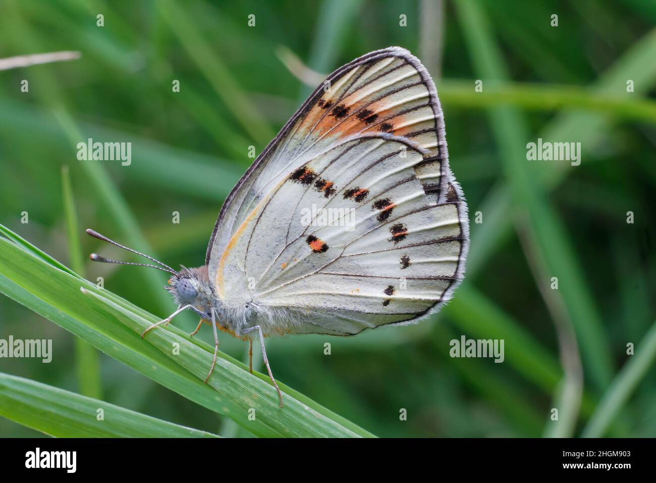 Un papillon à bout écarlate ( Colotis danae) se détend sur l'herbe ...