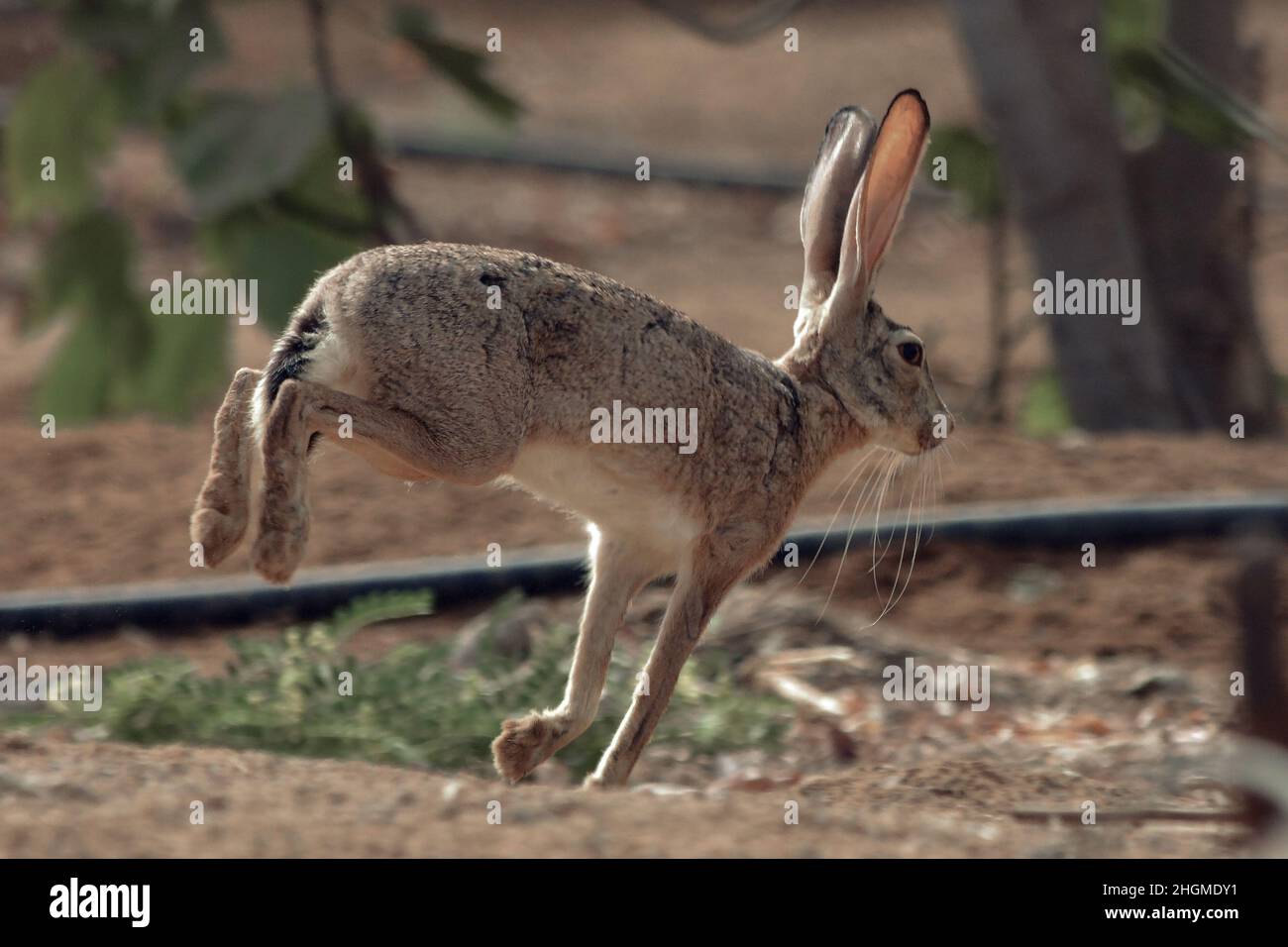 Courir lapin sauvage Banque de photographies et d’images à haute résolution - Alamy