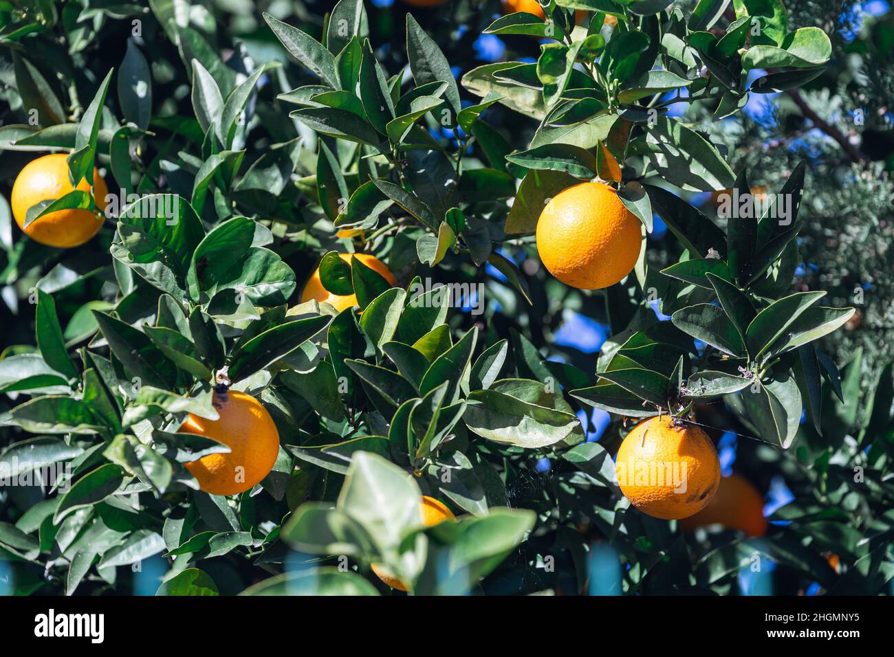 gros plan d'un magnifique arbre orange avec orange grandes oranges ...