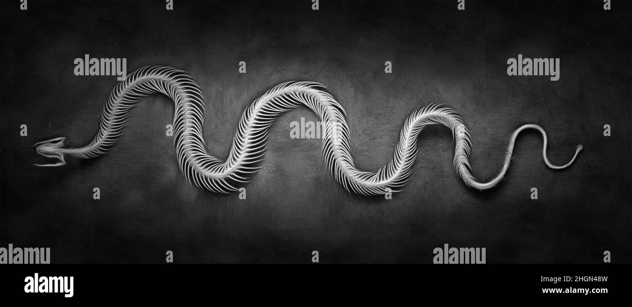Squelette De Serpent Banque d'image et photos - Page 2 - Alamy