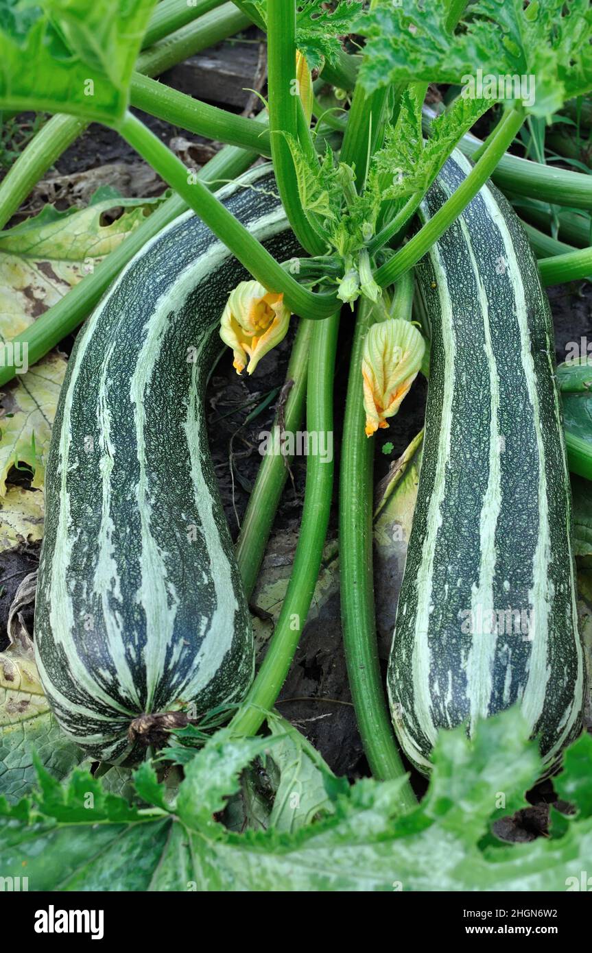 courgettes de légumes dans le jardin potager, différentes étapes de ...