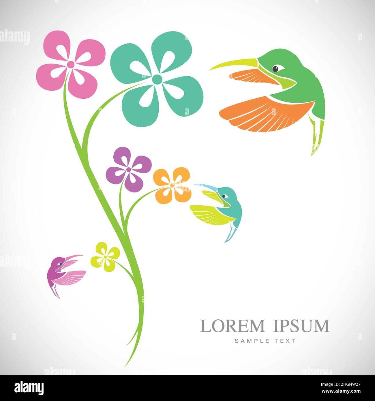 Motif vectoriel de colibri et de fleurs sur fond blanc.Illustration ...