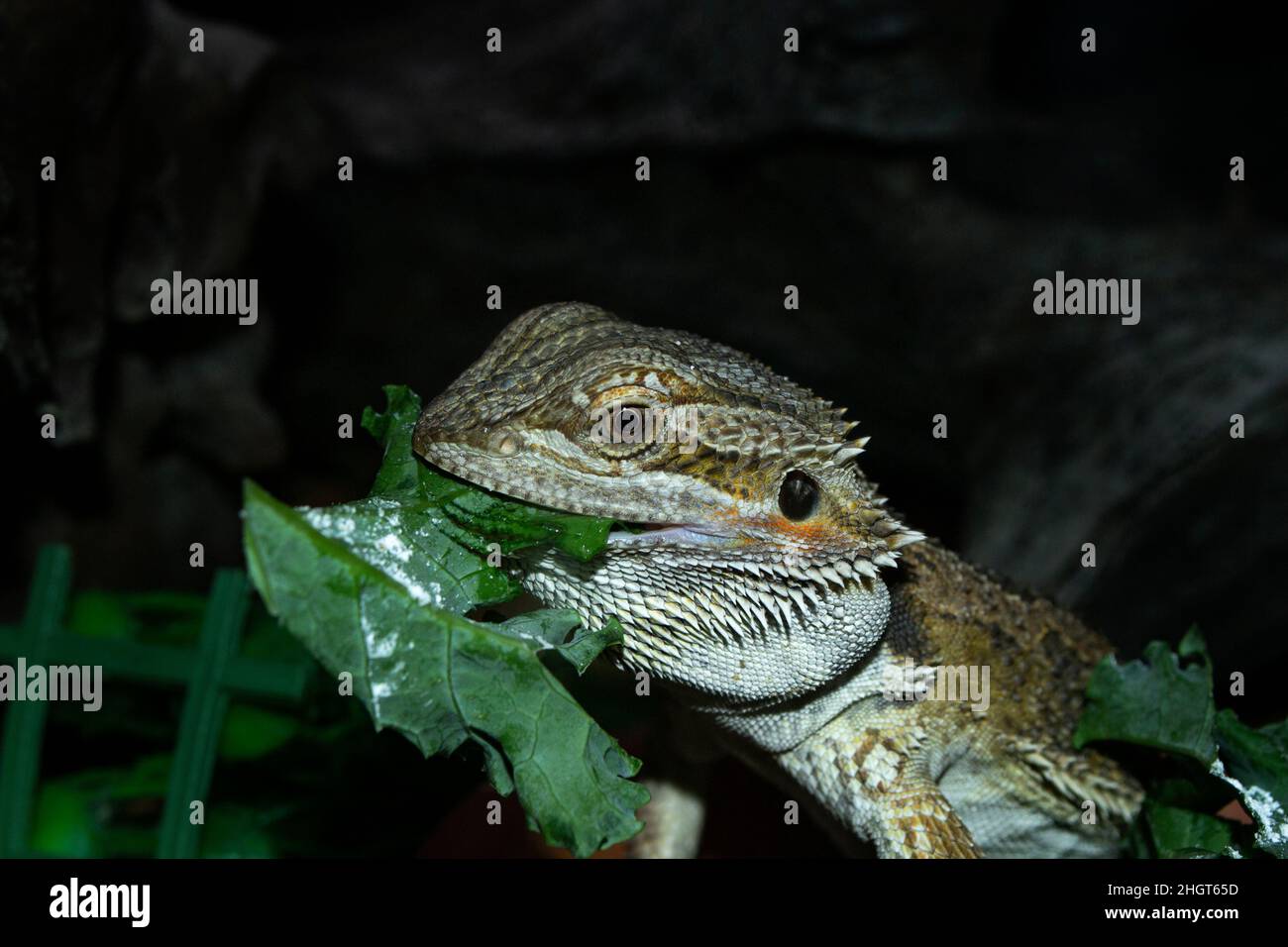 Chou dragon Banque de photographies et d’images à haute résolution - Alamy