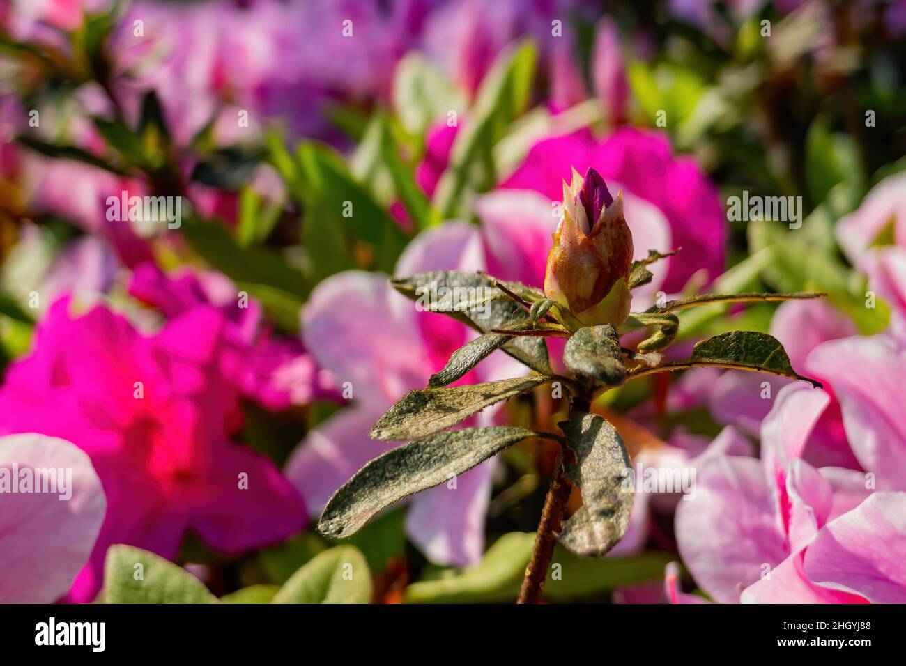 Azalea blossom Banque de photographies et d’images à haute résolution ...