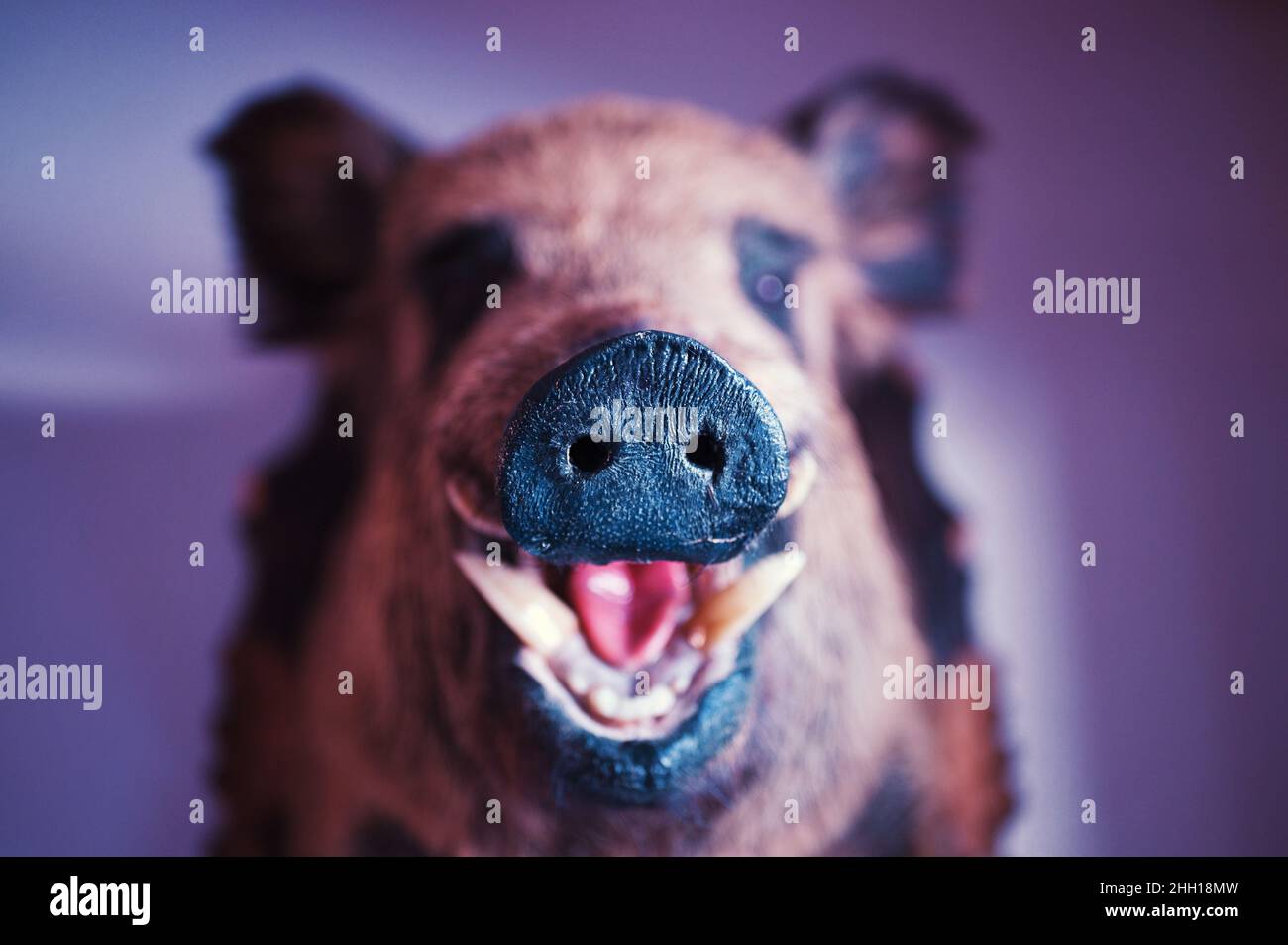 Sangliers morts Banque de photographies et d’images à haute résolution ...