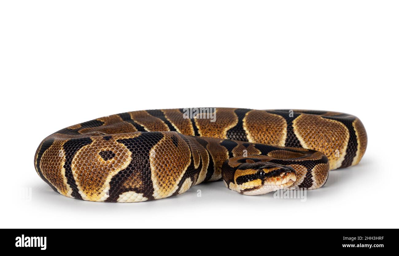 Baby python Banque de photographies et d’images à haute résolution - Alamy