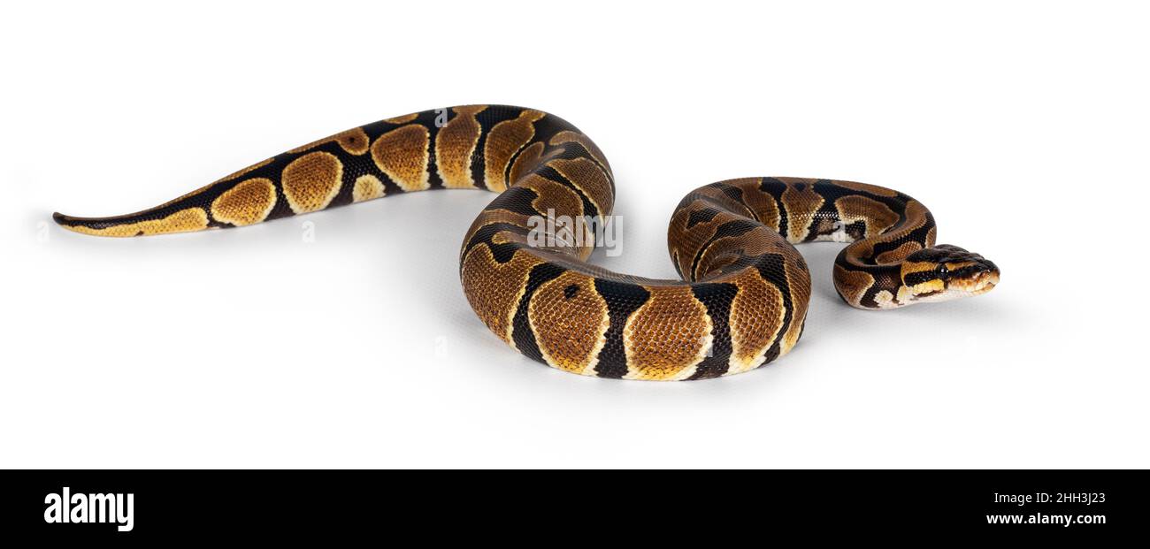 Baby python Banque de photographies et d’images à haute résolution - Alamy