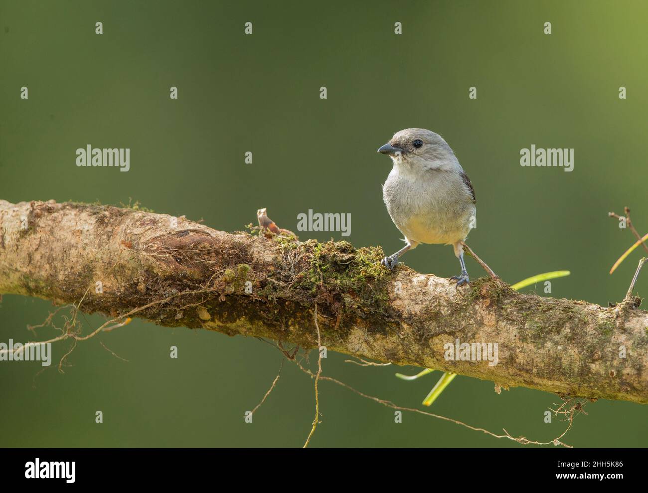 Tangara inornata Banque de photographies et d’images à haute résolution ...