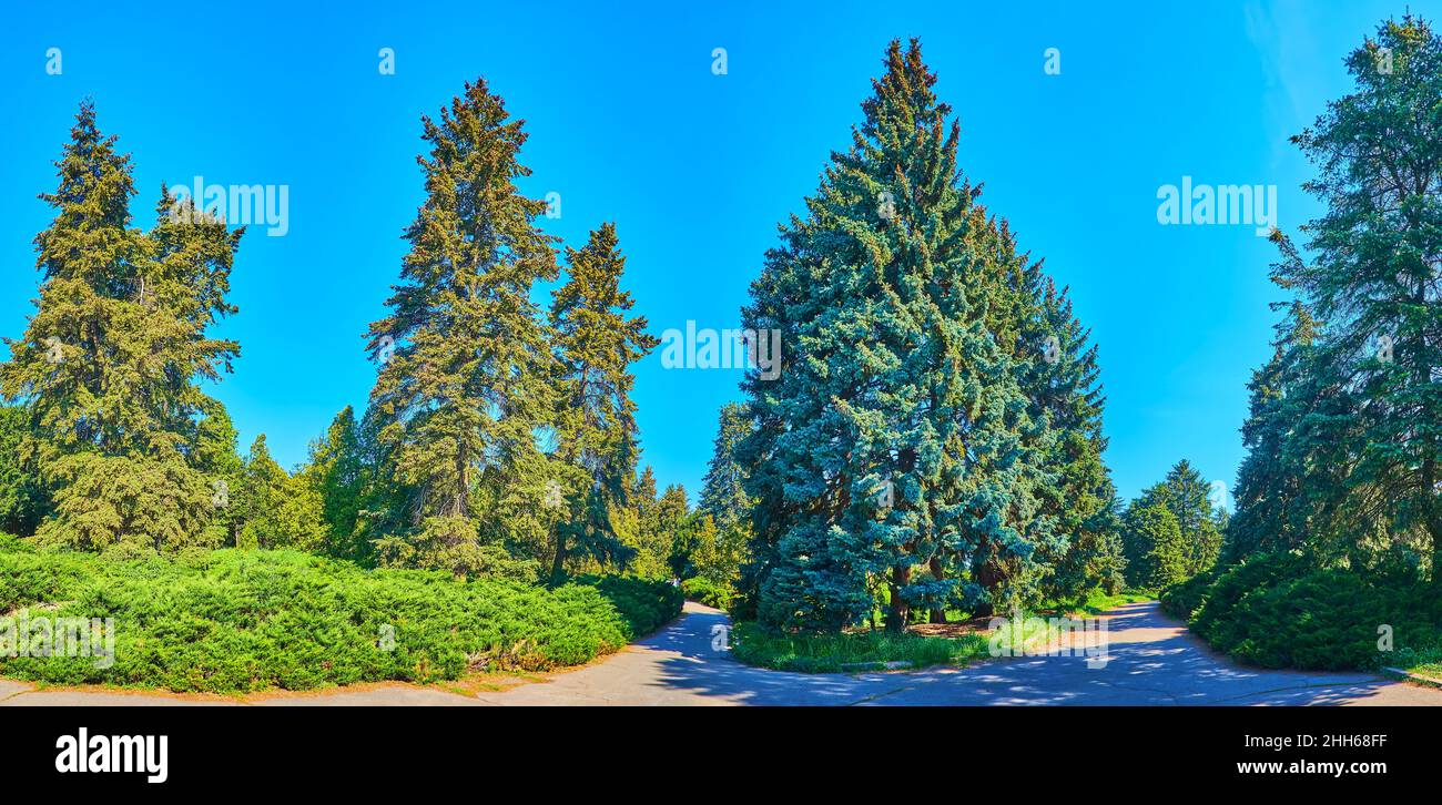 Panorama du parc de conifères avec différentes espèces, telles que les ...