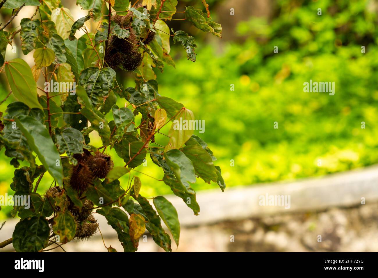 Ricin poison Banque de photographies et d’images à haute résolution - Alamy
