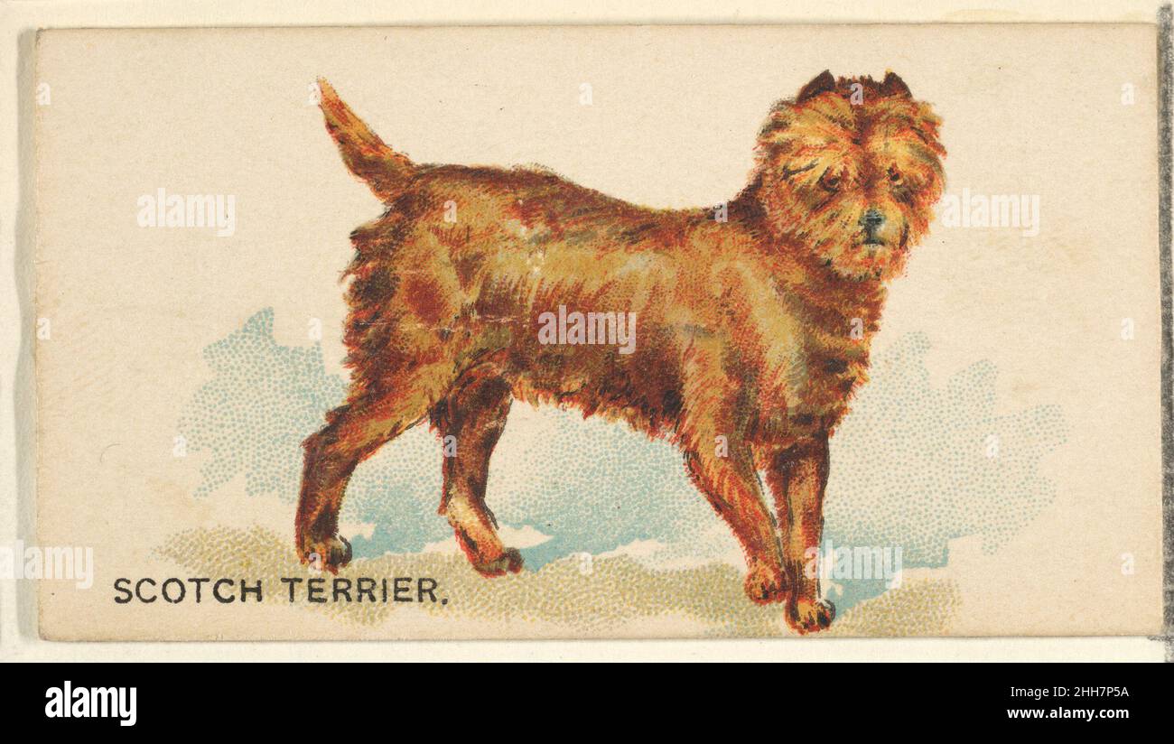 Scotch Terrier, de la série Dogs of the World pour les cigarettes Old ...