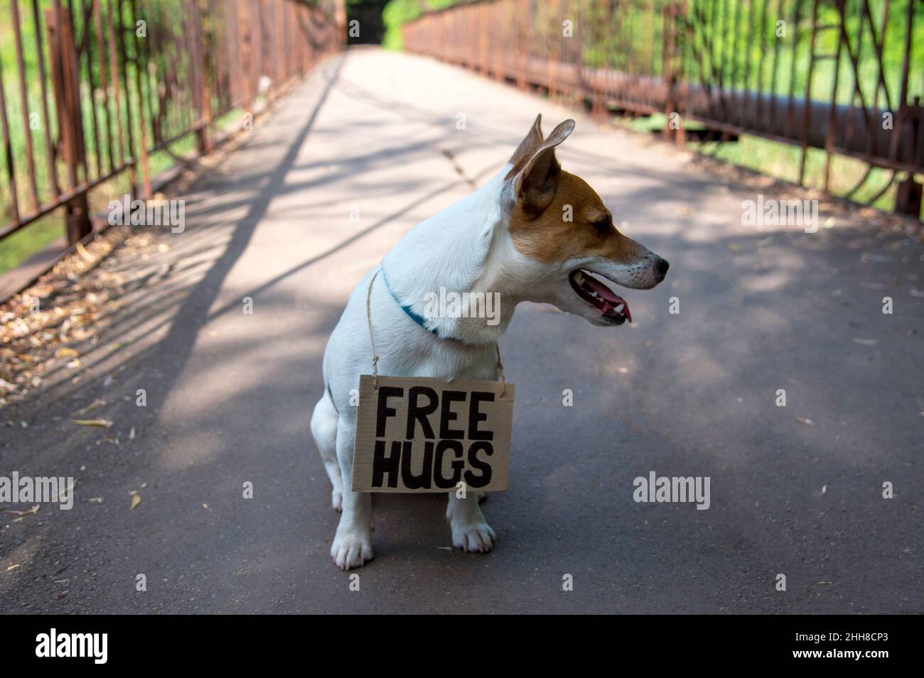 Un chien de la race Jack Russell Terrier se trouve dans la forêt sur un ...