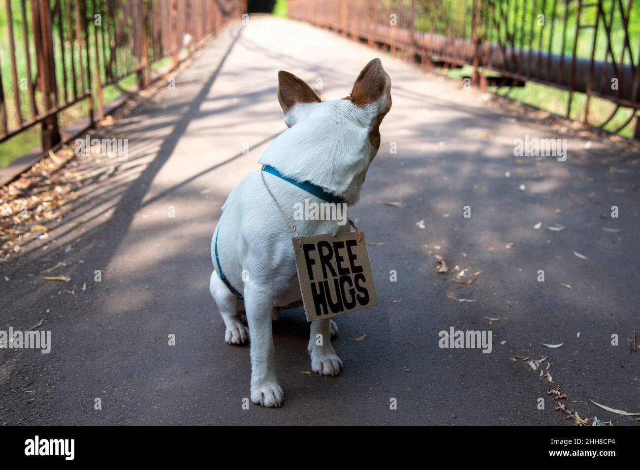 Un chien de la race Jack Russell Terrier se trouve dans la forêt sur un ...