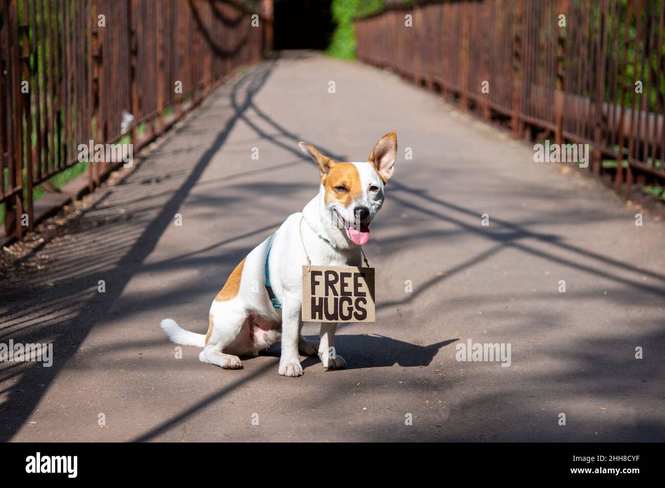 Un chien de la race Jack Russell Terrier se trouve dans la forêt sur un ...