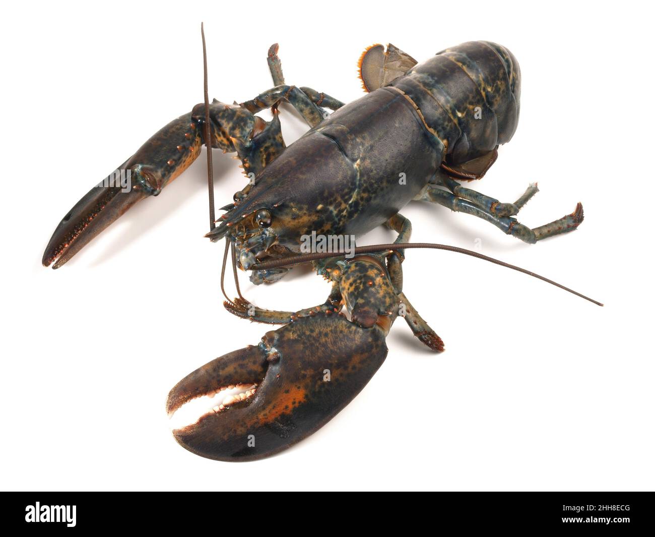 Homard non cuit Banque d'images détourées - Alamy