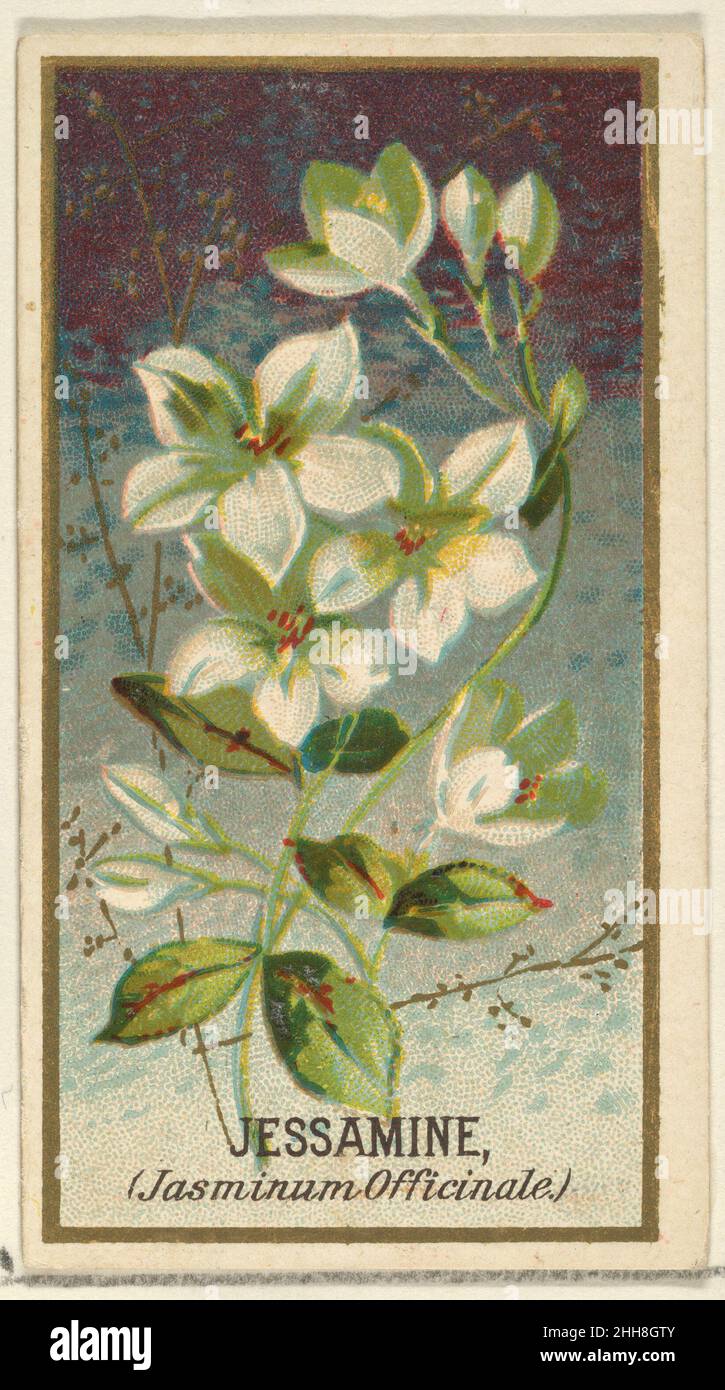 Jessamine (Jasminum officinale), de la série fleurs pour cigarettes Old ...
