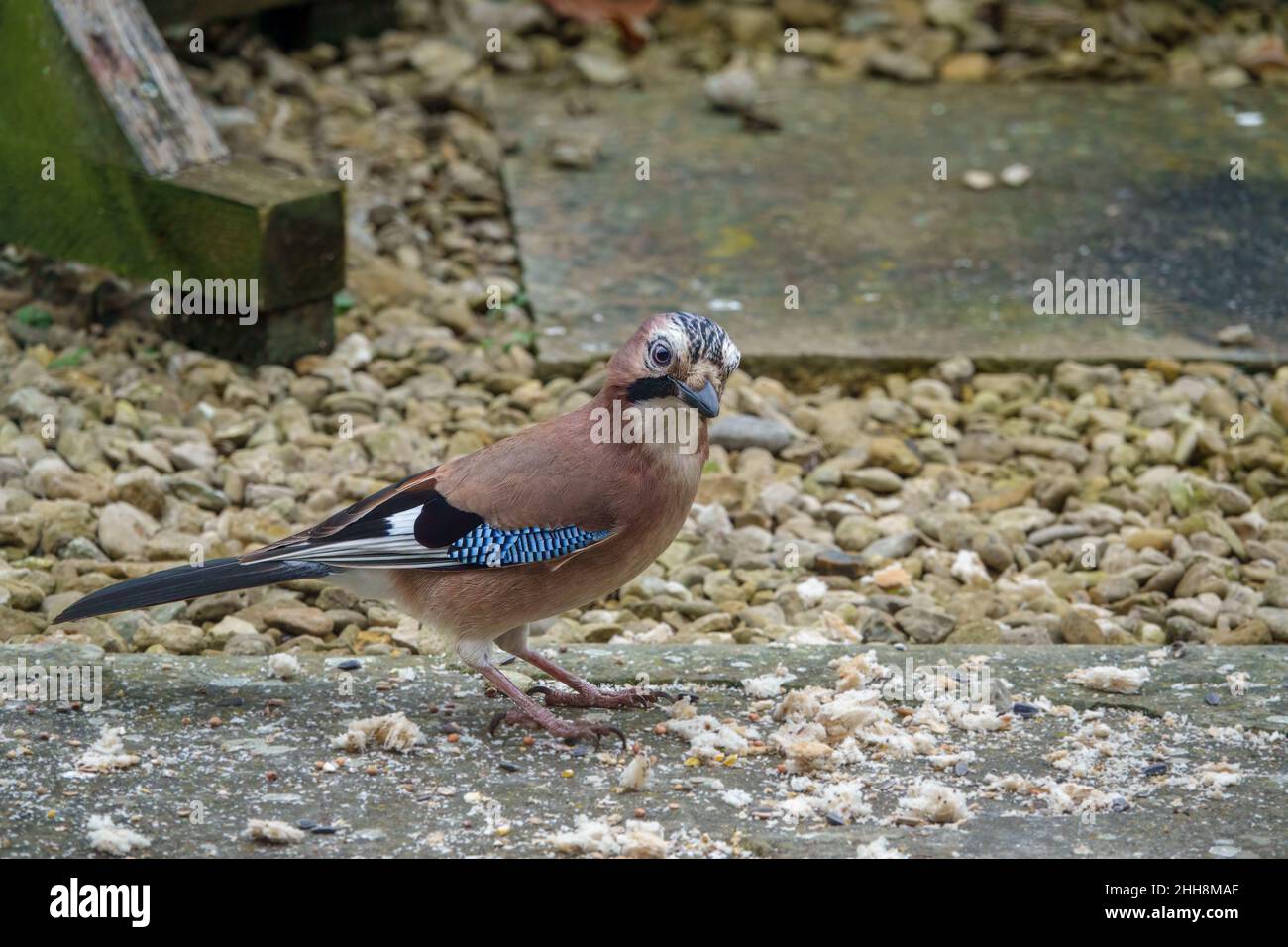 Gros plan d'un geai (Garrulus glandarius) mangeant des graines d'oiseau ...