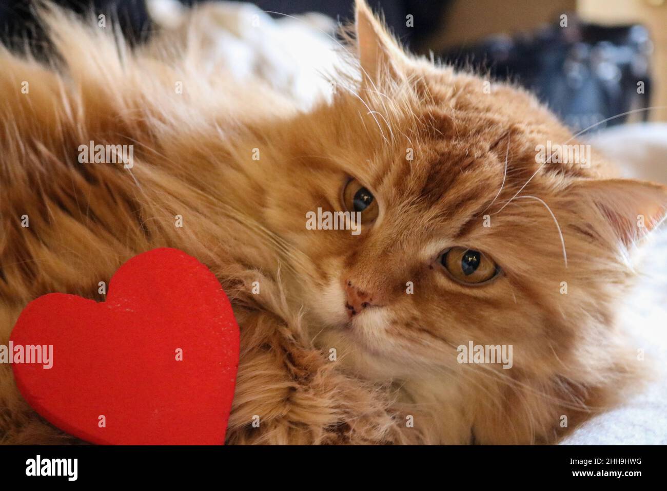 Lis rouge au gingembre ou tout simplement rouge Banque de photographies ...