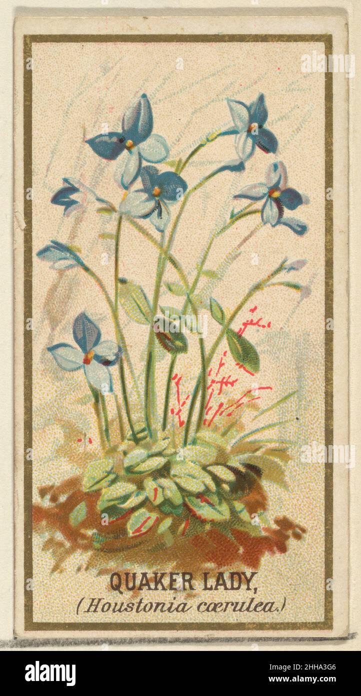 Quaker Lady (Houstonia caerulea), de la série fleurs pour cigarettes ...