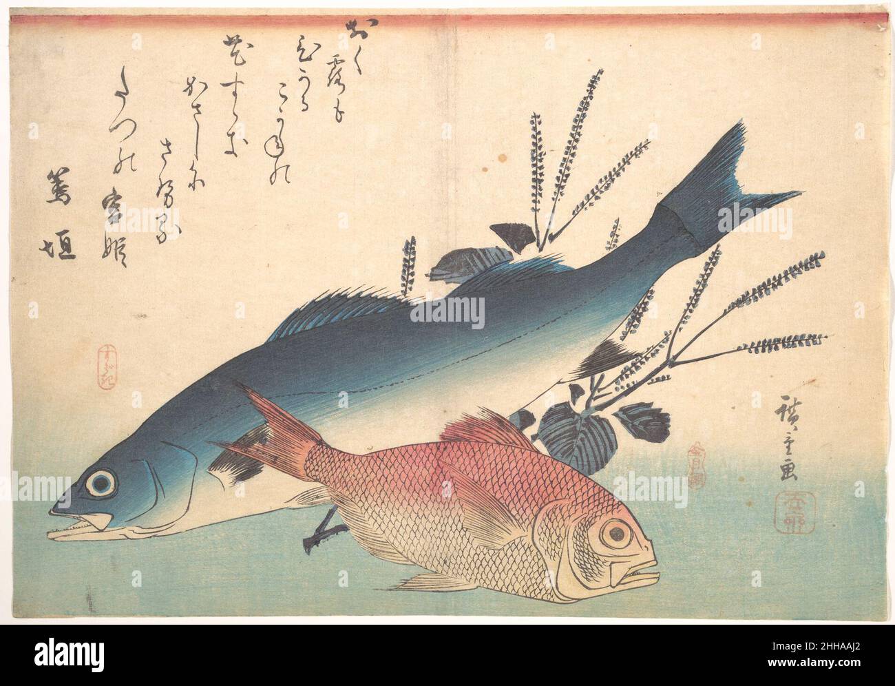 Kinmedai fish Banque de photographies et d’images à haute résolution ...