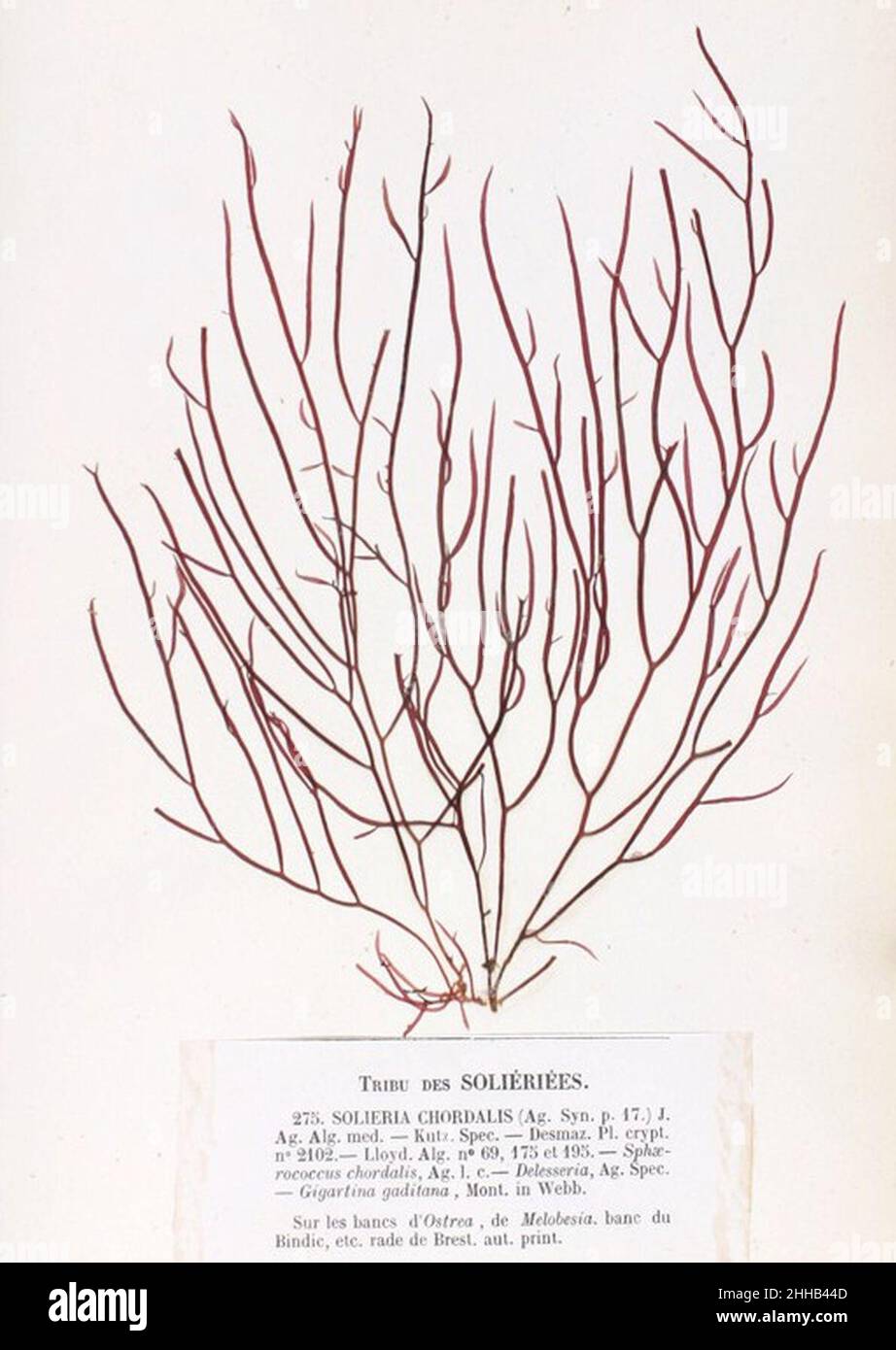 Solieria chordalis Banque de photographies et d’images à haute ...