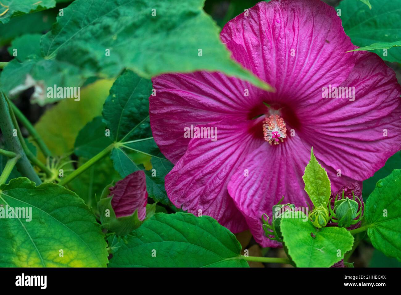 Image de fleurs haute résolution Banque de photographies et d’images à ...
