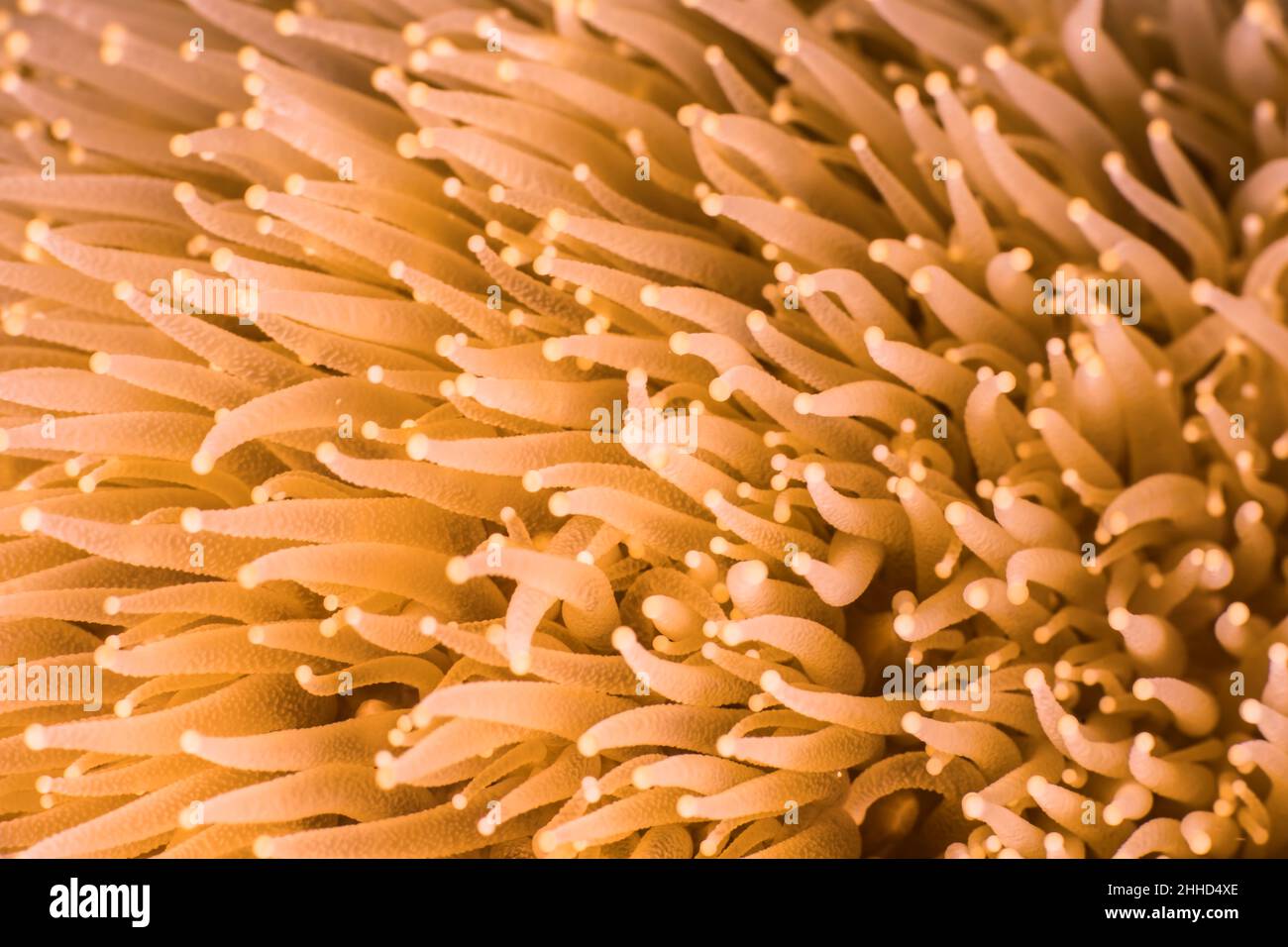 Gros plan, macro de la morphologie du corail dans le récif de la mer ...
