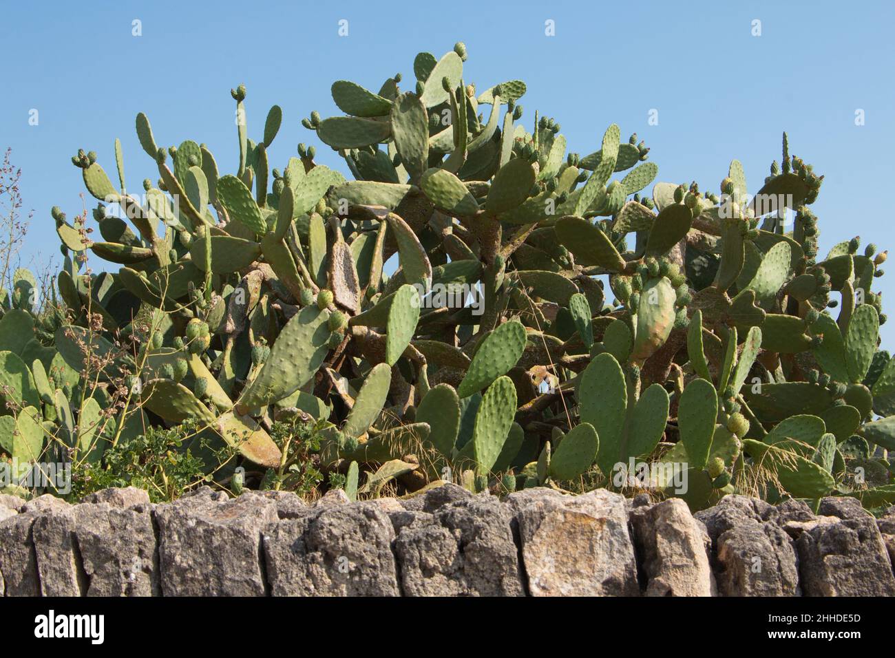 Sabra plant Banque de photographies et d’images à haute résolution - Alamy