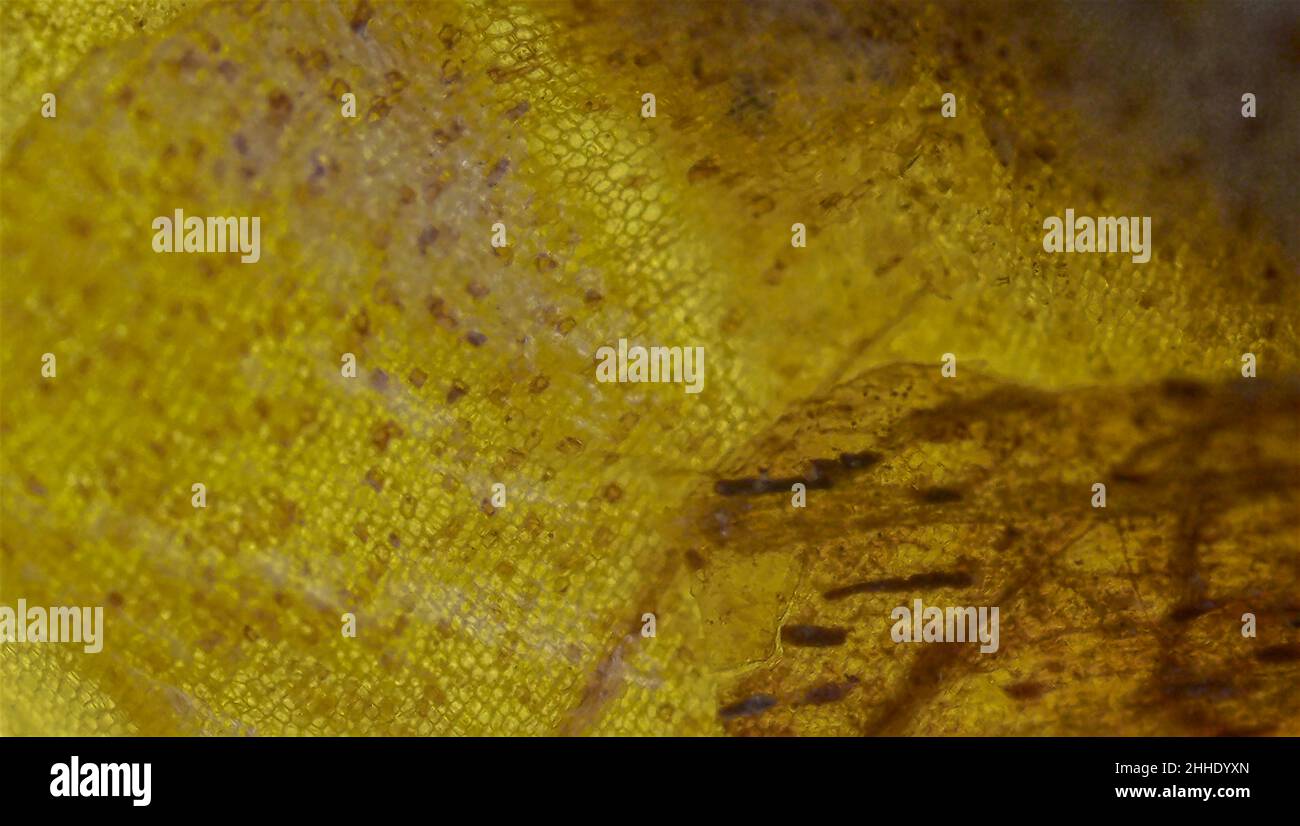 Arrière plans de microscope Banque de photographies et d’images à haute ...