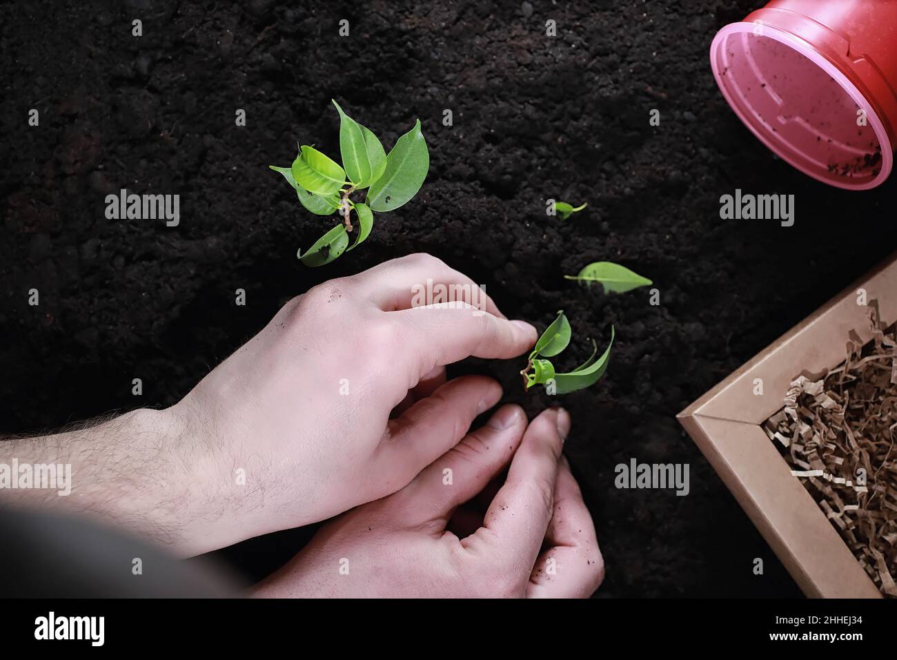 Germe vert sur le sol. Concept de ressort. Semis au sol. La mise à jour ...