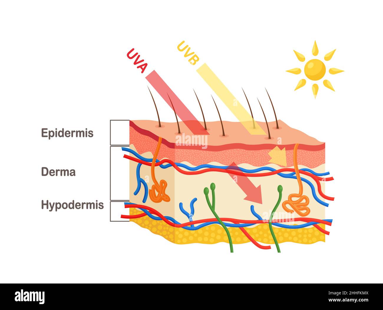 Human Skin Anatomy Diagram Banque d'image et photos - Alamy