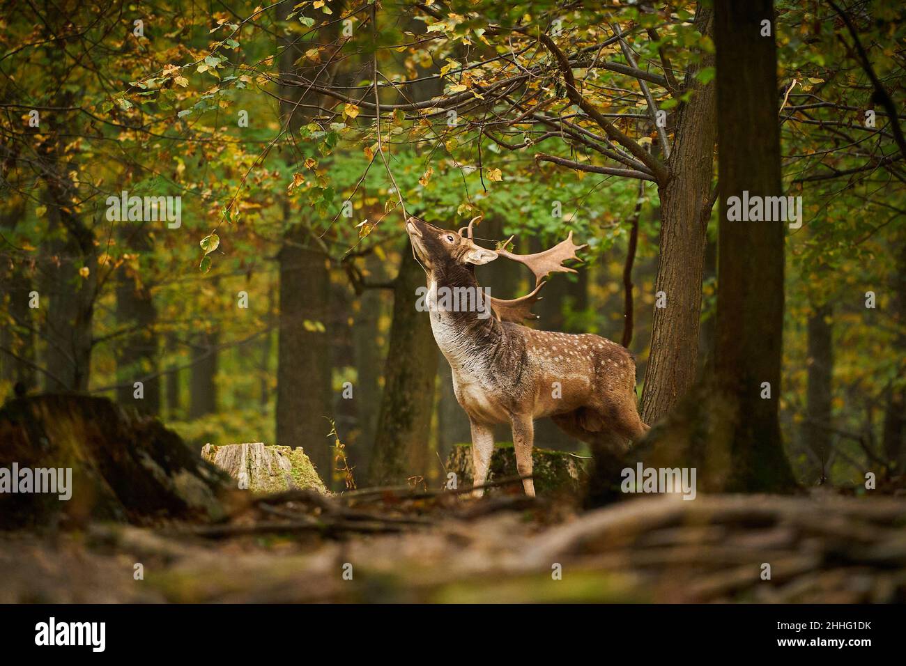 Cerf pendant l'heure de la ruse.Magnifique animal de forêt.Cerfs ...