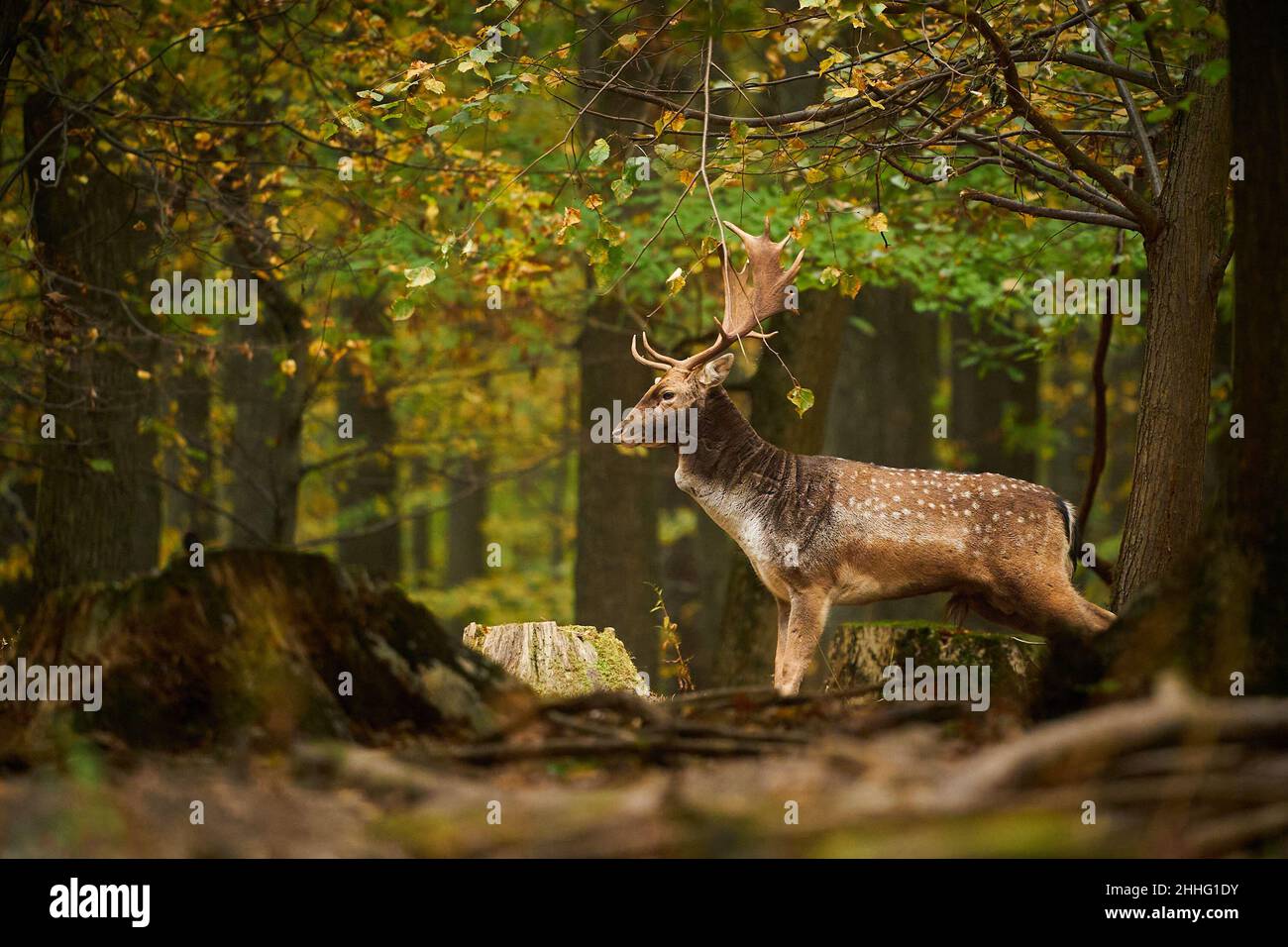 Cerf pendant l'heure de la ruse.Magnifique animal de forêt.Cerfs ...