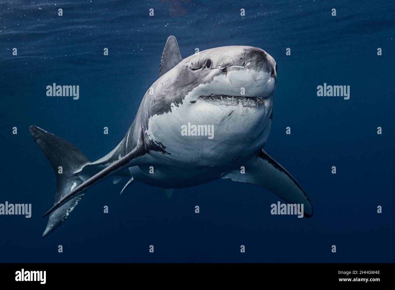 Grands requins blancs Banque de photographies et d’images à haute ...