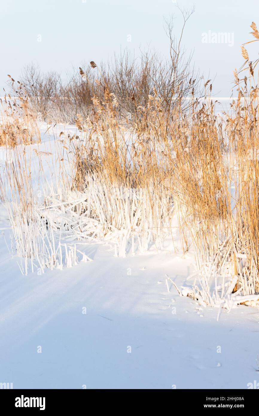 Paysage d'hiver avec roseau de la côte sèche dans la neige blanche sur ...