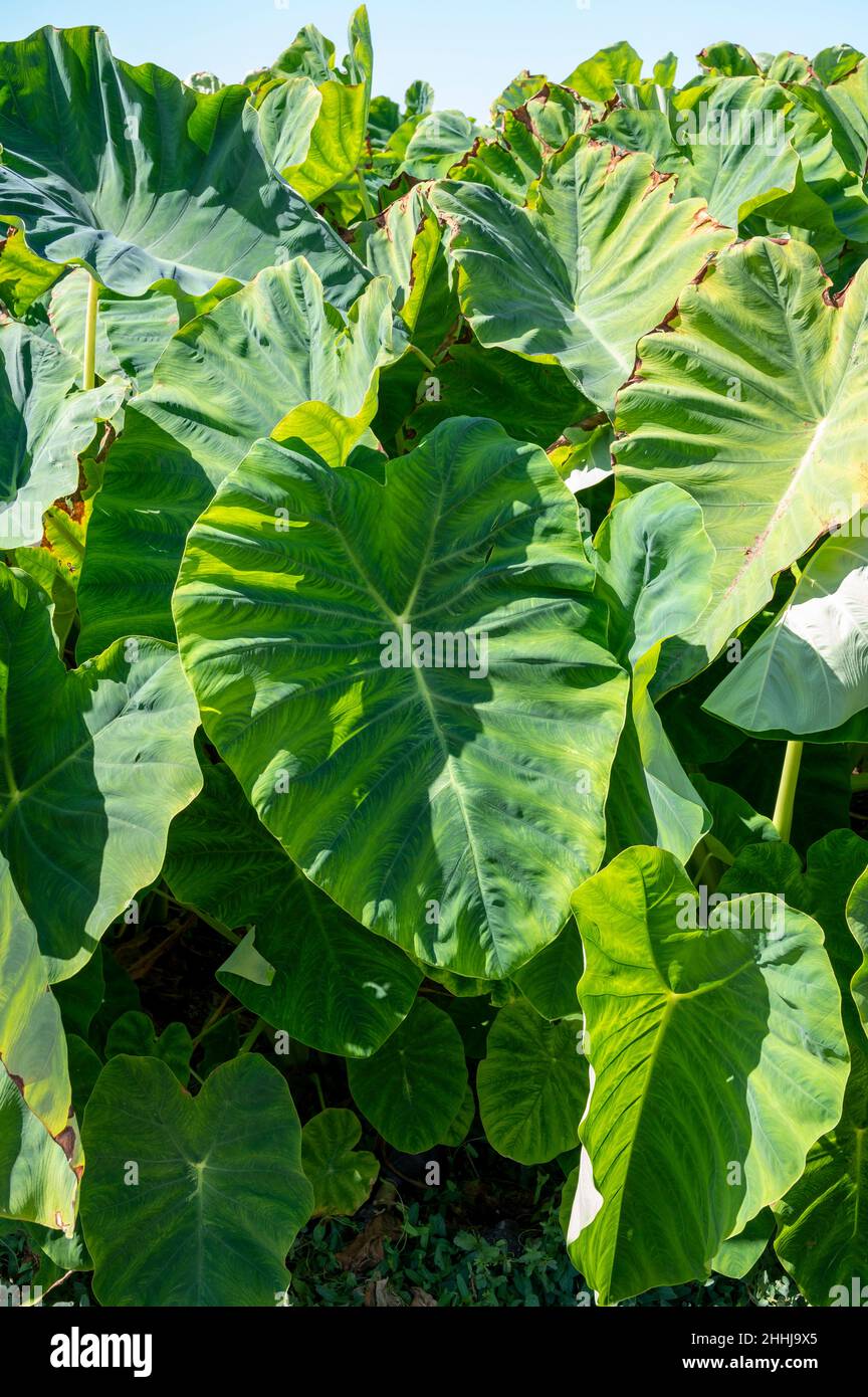 Taro Plantation Colocasia Esculenta Banque d'image et photos - Alamy