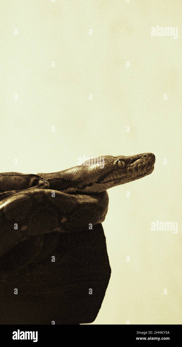 Baby pythons Banque de photographies et d’images à haute résolution - Alamy