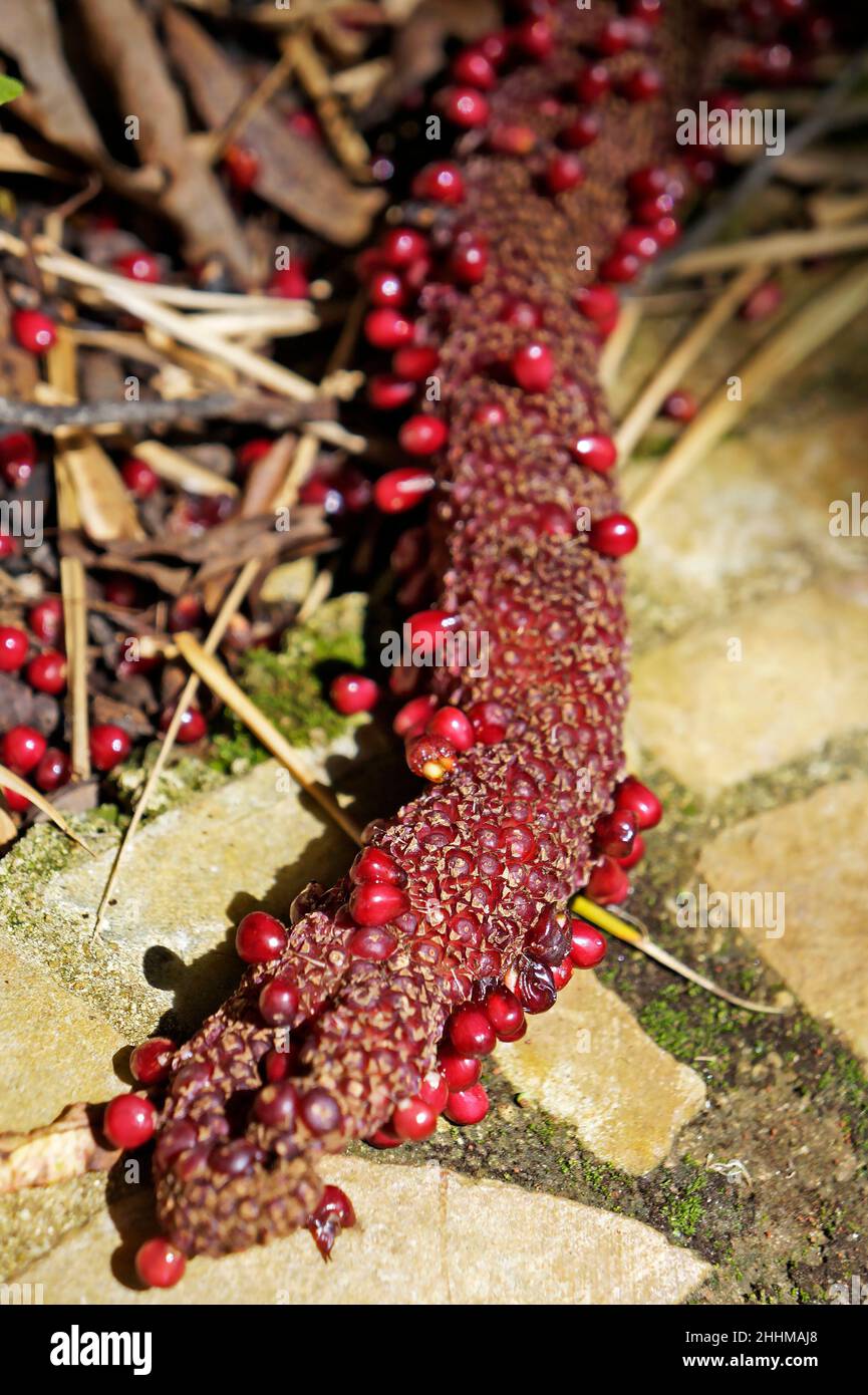 Graines d'anthurium rouge Banque de photographies et d’images à haute ...