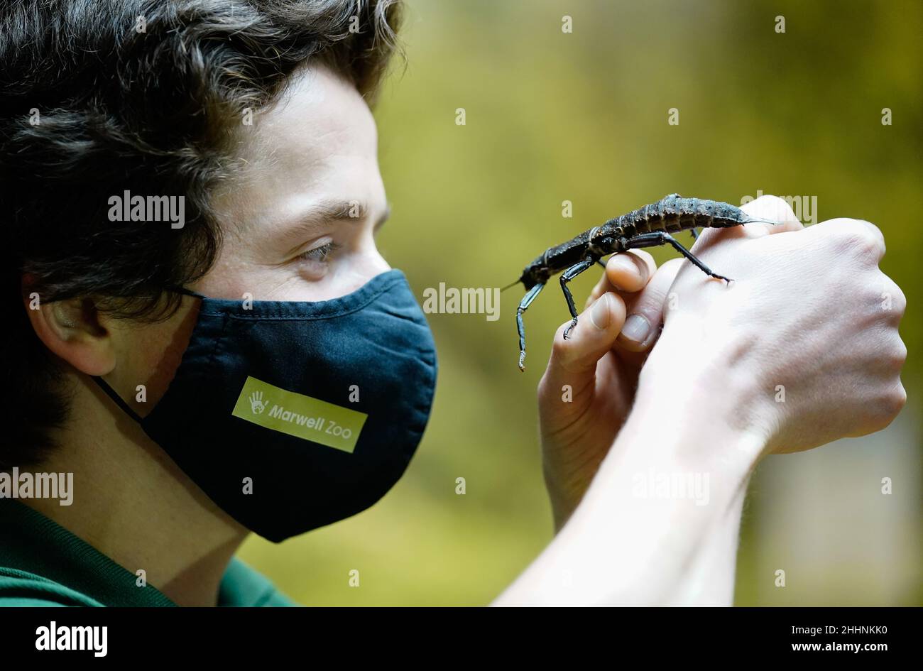 Un gardien inspecte un insecte géant de bâton épineux, car ils sont ...