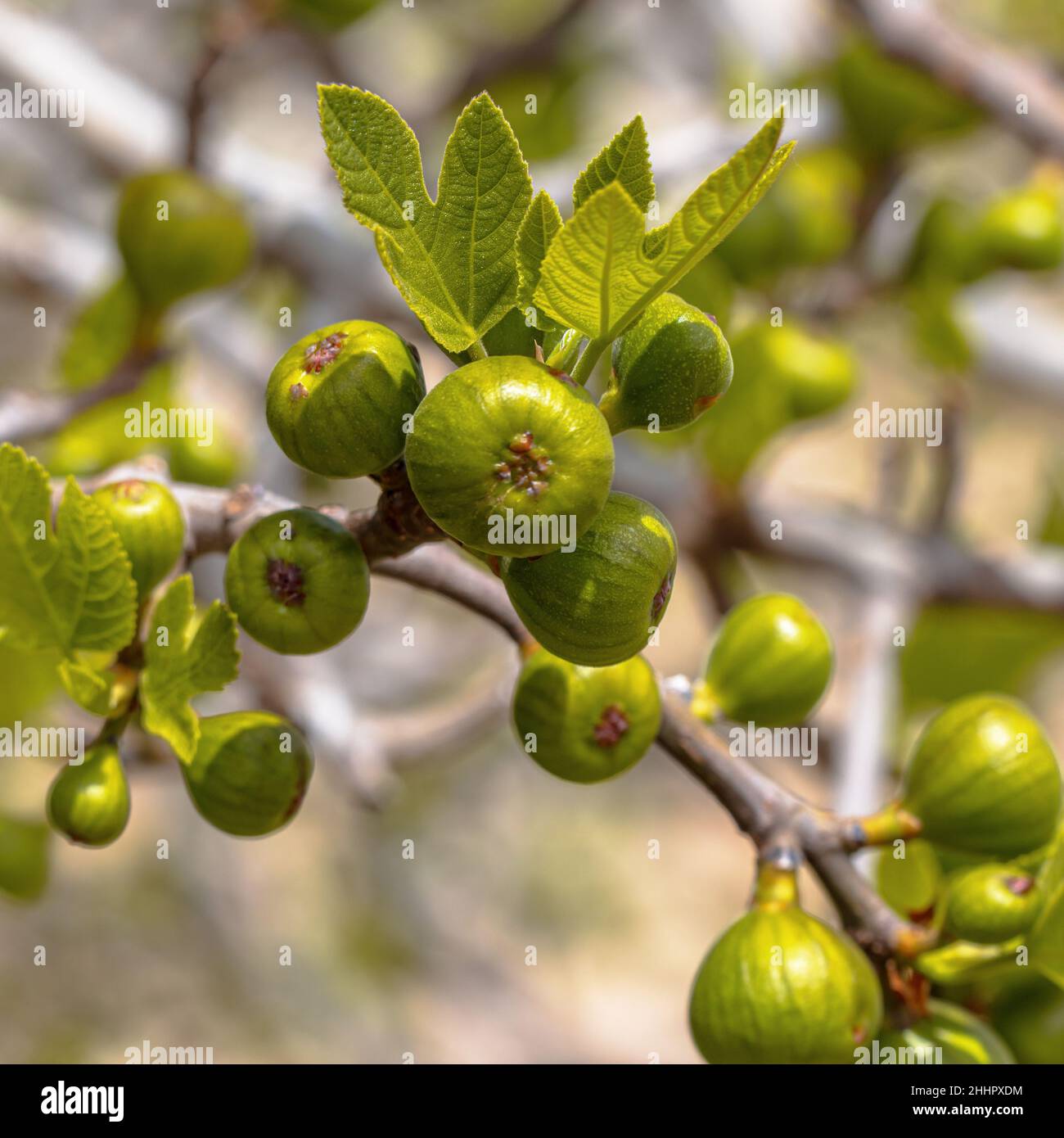 Genus ficus Banque de photographies et d’images à haute résolution - Alamy